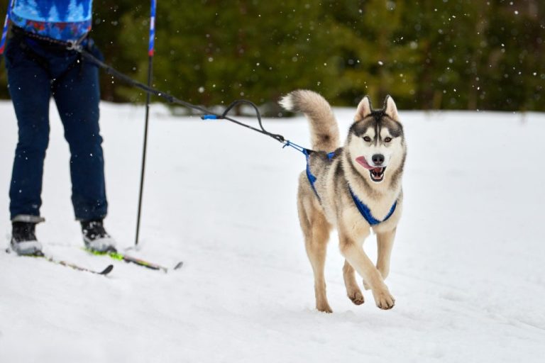 Best Dog-Friendly Winter Vacations: Snowy Getaways You’ll Both Love ...