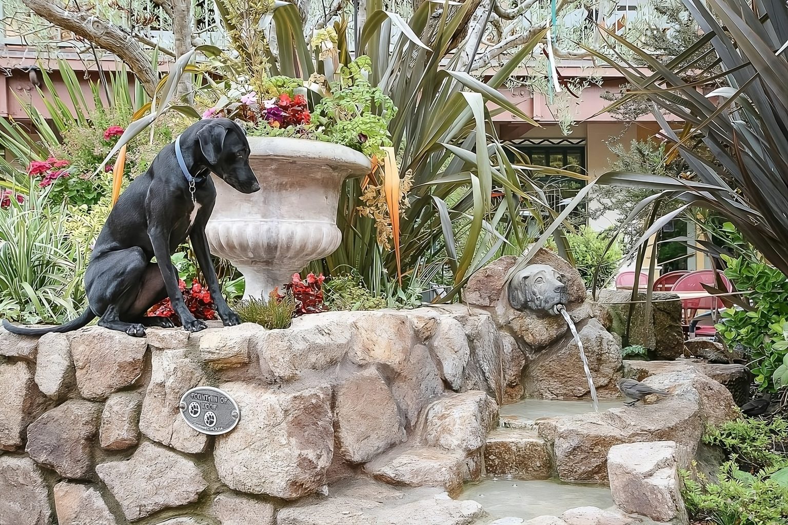 Carmel-by-the-Sea: The Ultimate Dog-Friendly Coastal Getaway in ...